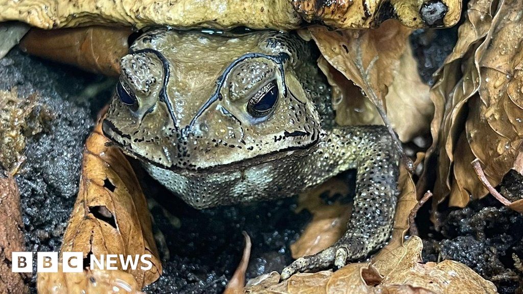 Thailand toad: Amphibian's lift in Cardiff student's suitcase