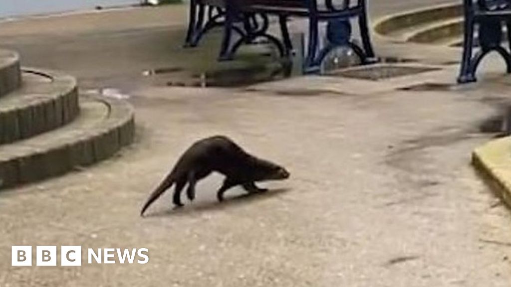 Rhybudd i gadw draw o ddyfrgi yn Aberystwyth