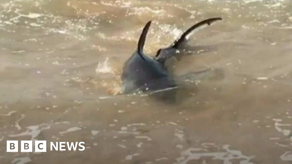 Shark moves in to Australian swimming pool - BBC News