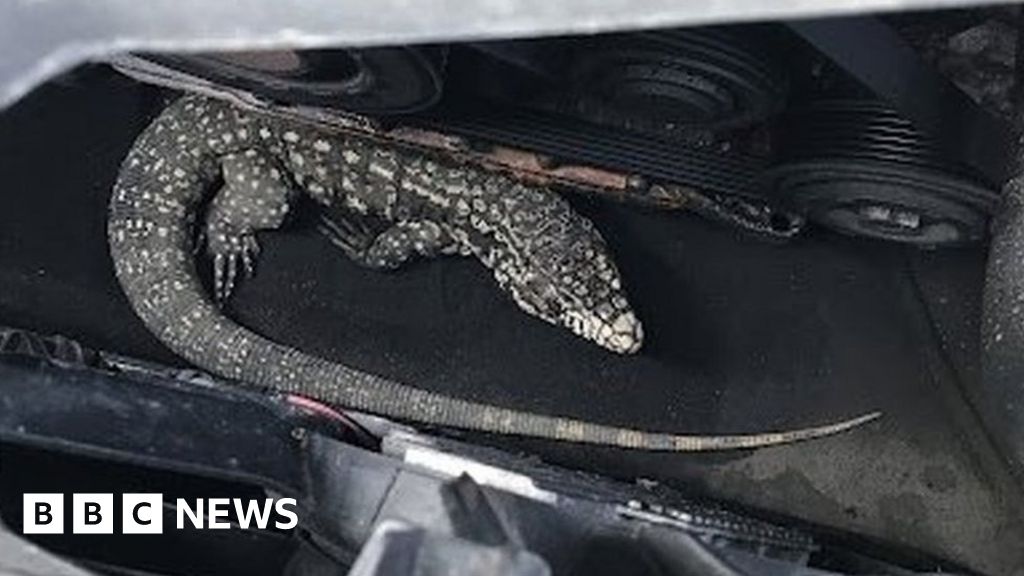 Trapped lizard rescued from under car engine in Plymouth - BBC News