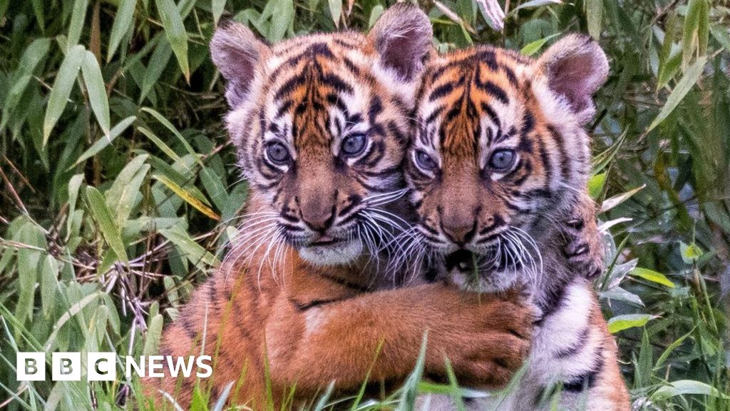 Sumatran tiger twins thriving in first public appearance at Chester Zoo ...