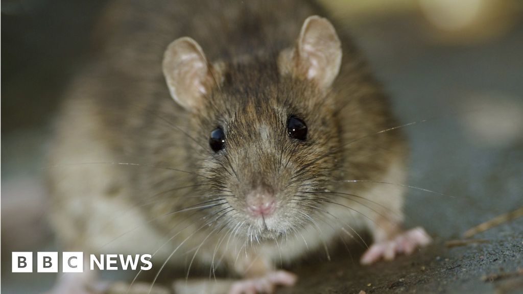 Rat infestation found at Winchester Prison - BBC News