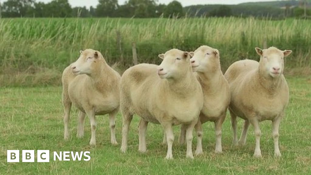 How have Dolly the Sheep's 'siblings' fared? - BBC News