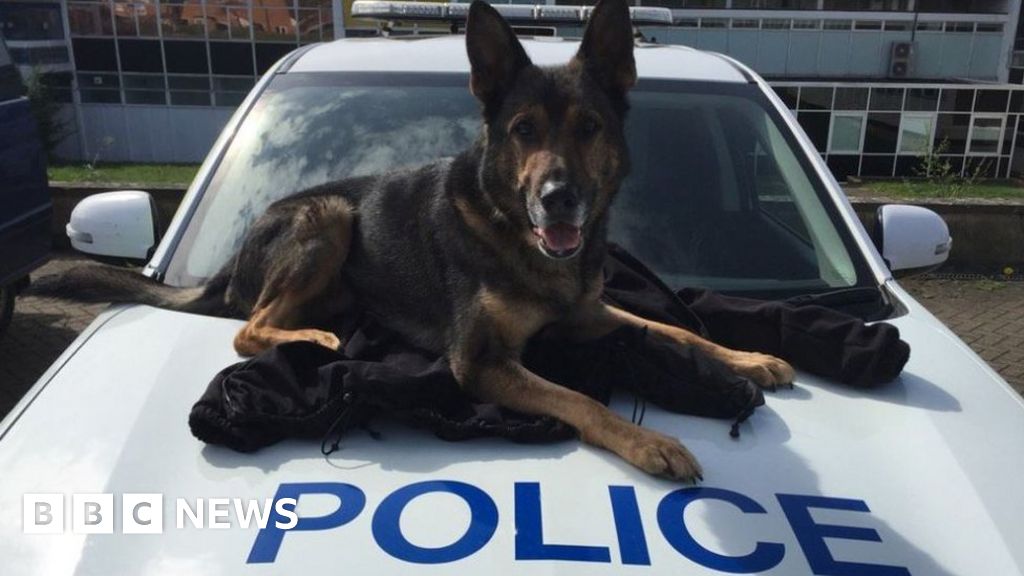 Stabbed police dog Finn's handler wins tweeting award - BBC News