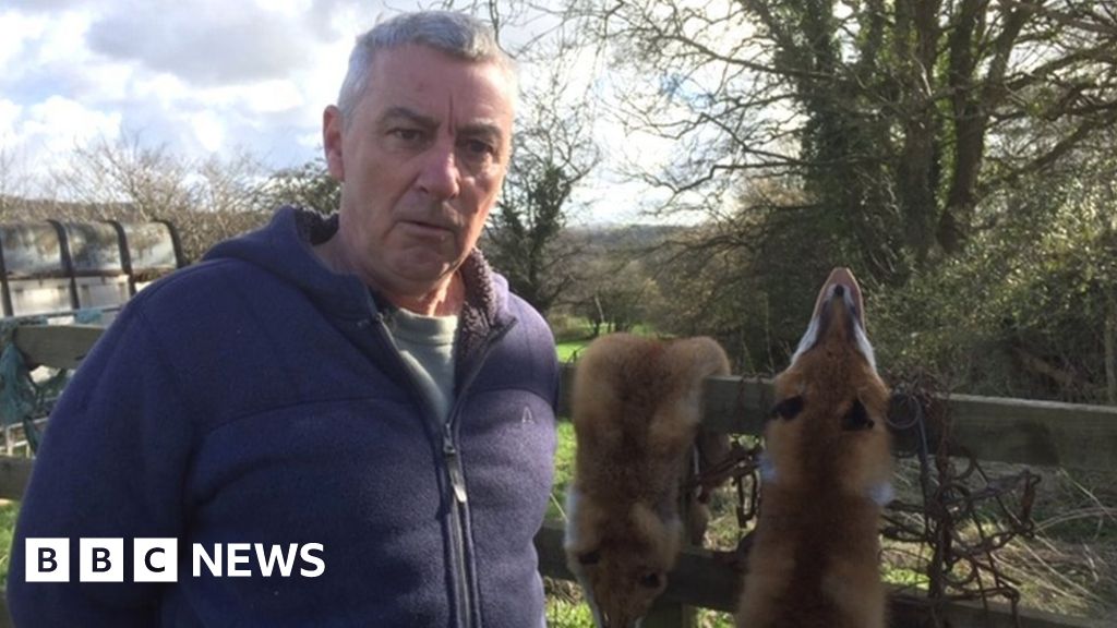 Fur trade: Trapper defends killing foxes in rural Wales - BBC News