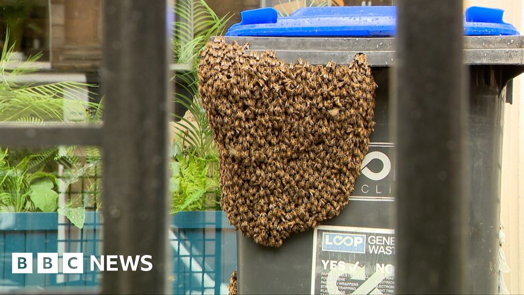 Bee swarm moved from bin of Glasgow city centre bar