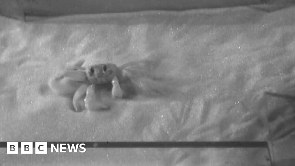 Animal insights into walking on sand - BBC News