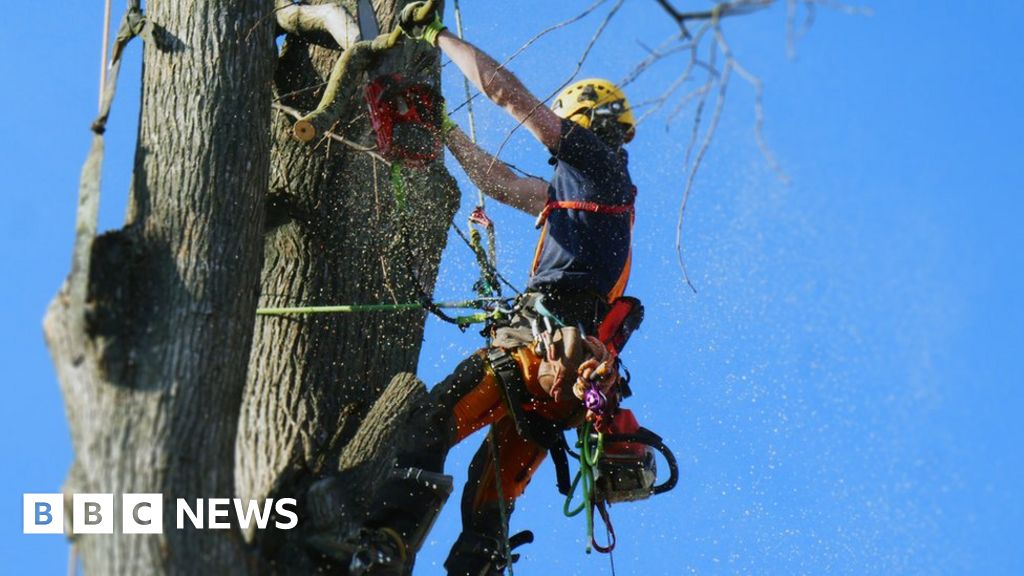 Bristol council 'failing to punish' for illegal tree felling - BBC News