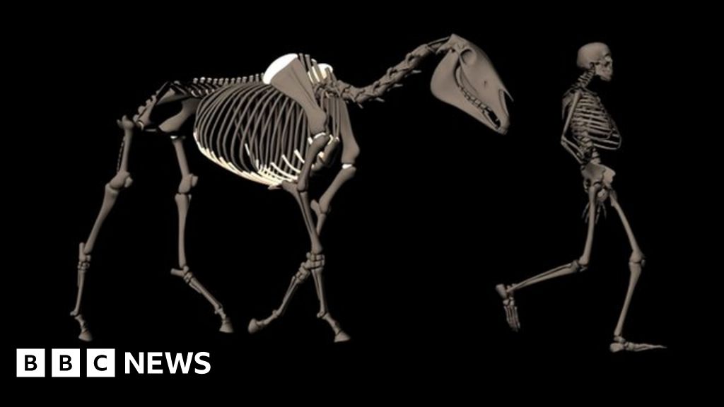 Motion capture improves animation of animals - BBC News