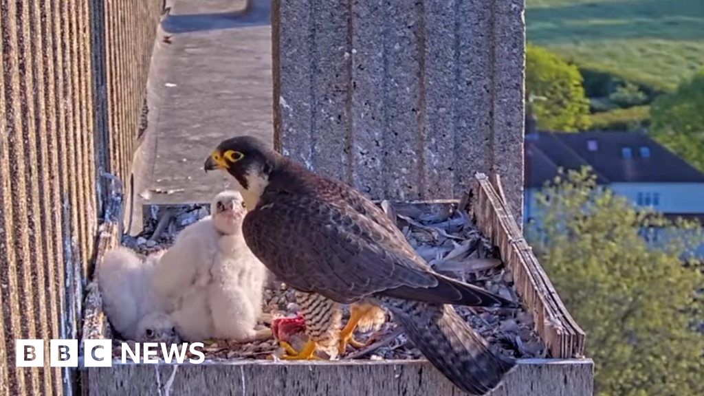 Have you seen Ealing's peregrine falcons? - BBC News