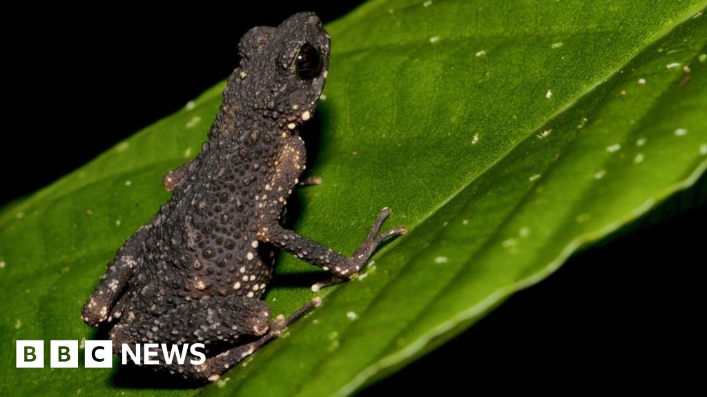 Lord of the Rings toad on brink of extinction - BBC News