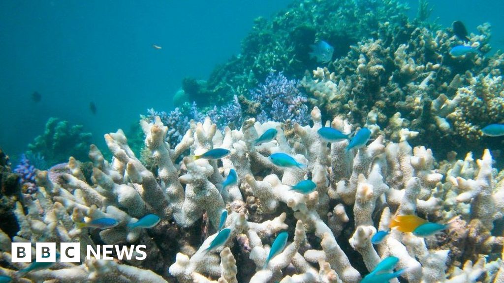 Hidden viruses may threaten Australia's Great Barrier Reef - BBC News