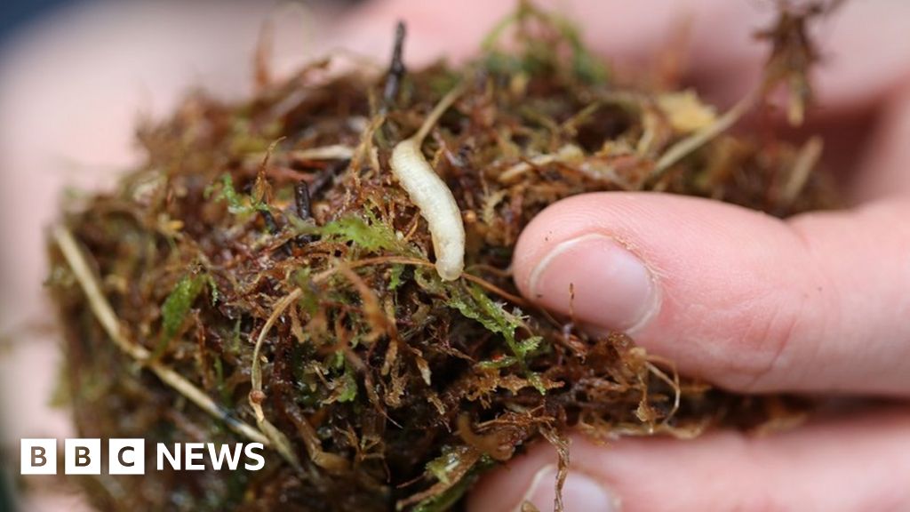 Thousands of rare fly larvae released in Cairngorms - BBC News