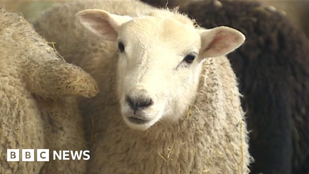 Sheep dog attacks 'not a nice thing to come across'