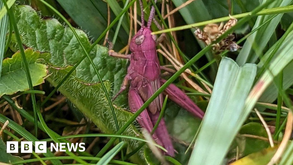 Pink grasshopper 'from Barbie Land' spotted in Derbyshire - BBC News