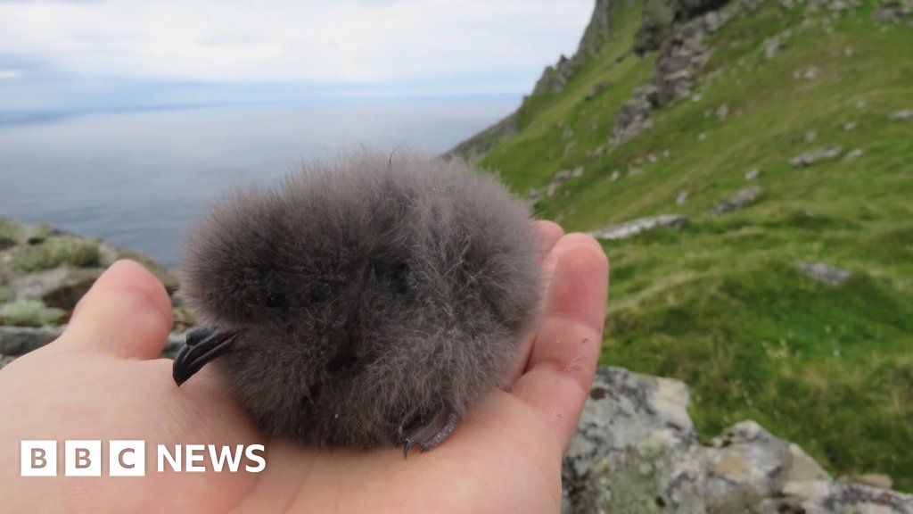 Monitoring of St Kilda's rare Leach's storm petrel - BBC News