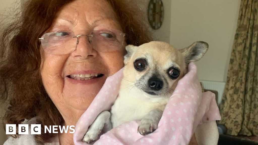 Cheltenham grandma's heartbreak after dog killed by cyclist in park ...