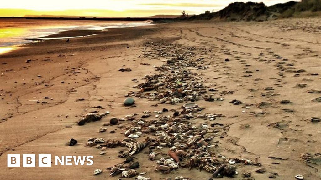 Cause of crab deaths off North East coast 'may never be known' - BBC News