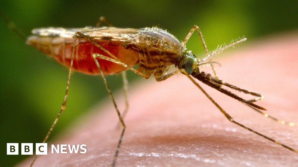 Dengue Fever Kills 20 In Burkina Faso Bbc News