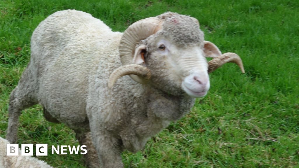 Why demand for British wool is unravelling - BBC News
