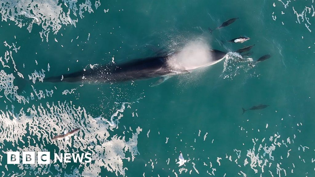 Fin whale seen off Isles of Scilly - BBC News