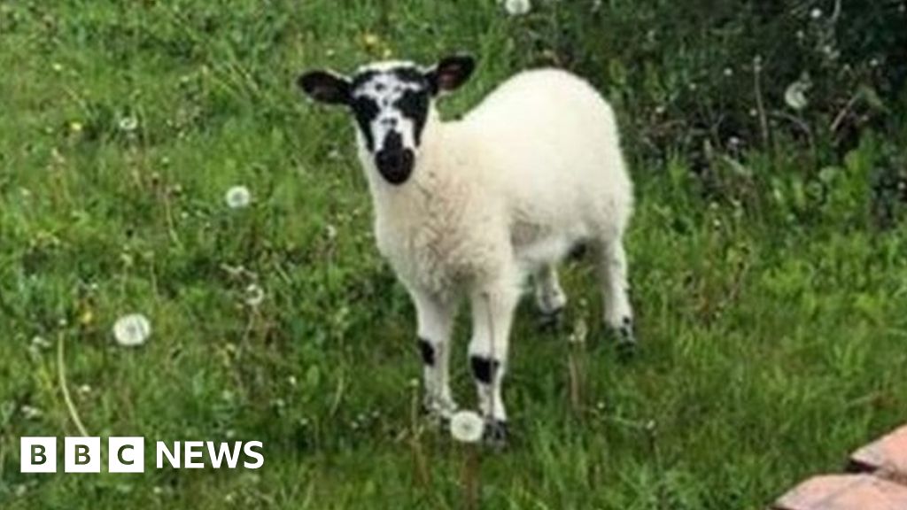 Frightened young lambs left in Sunderland gardens