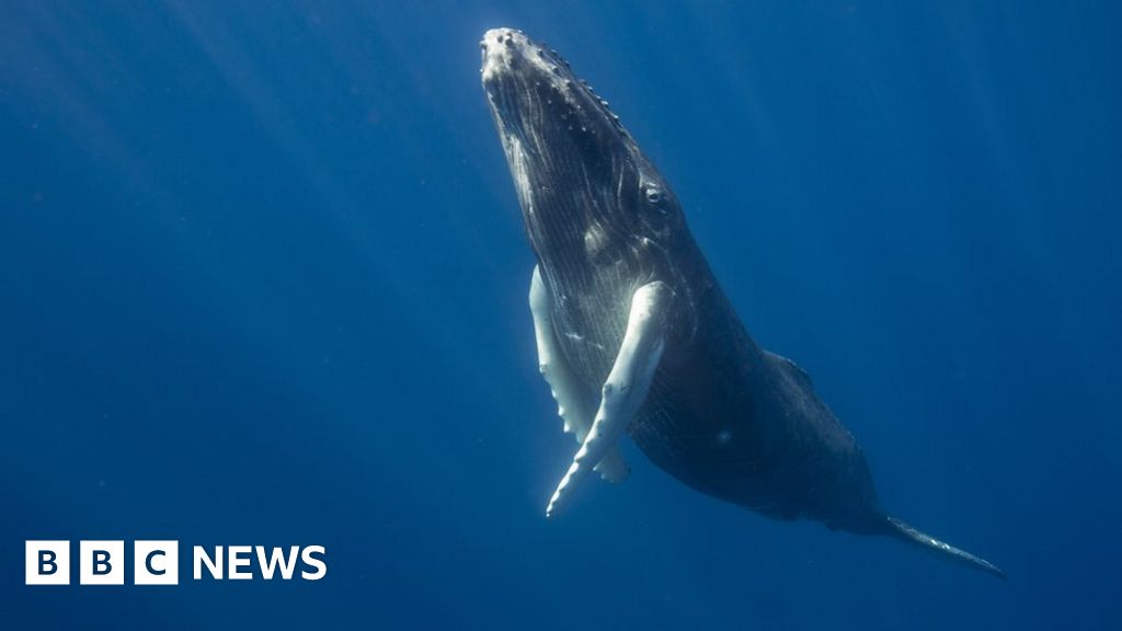 Whale song clue to humpback route off Ireland and Scotland - BBC News