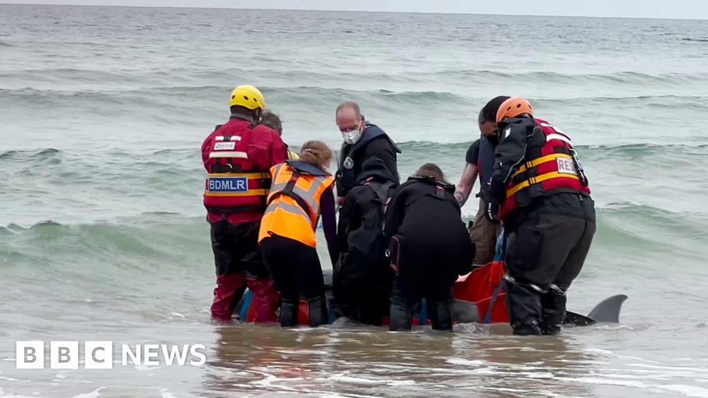 Two dolphins returned to sea after Fraserburgh beach rescue - BBC News