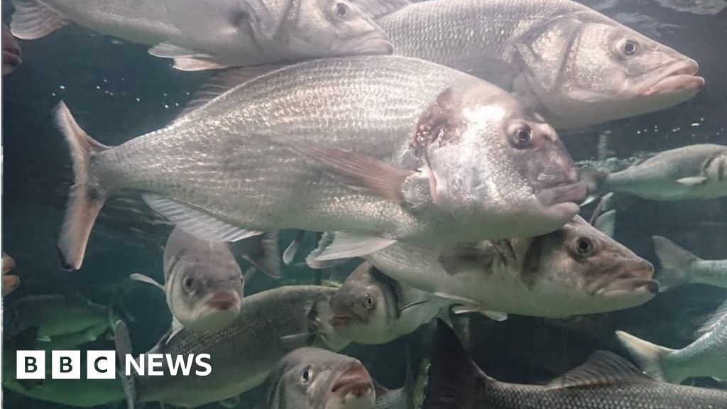 Coronavirus: 'Utterly irresponsible' attitude to zoos