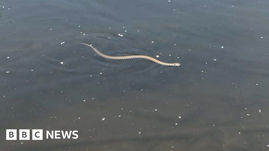 Snake spotted swimming along Derbyshire river