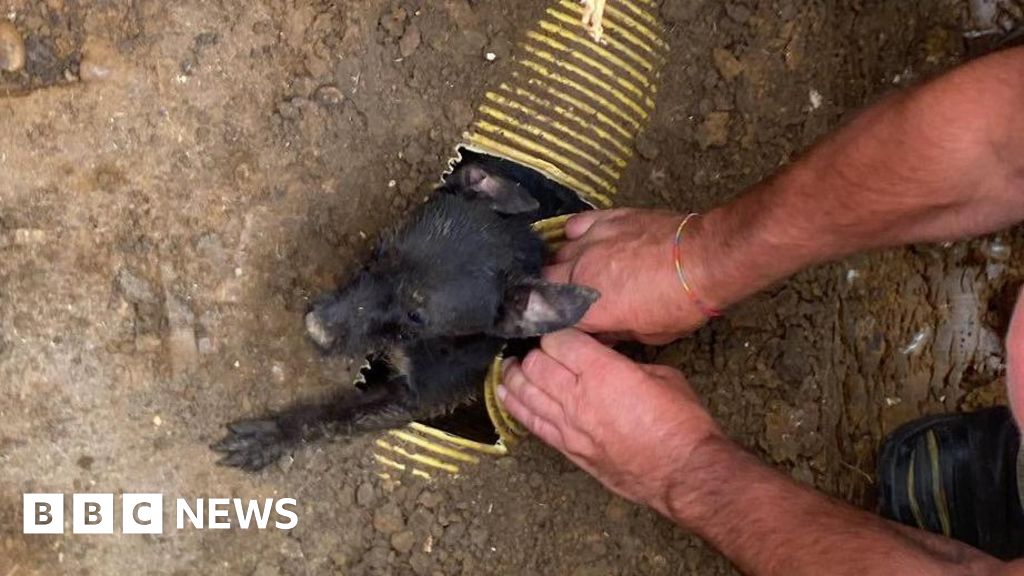 Dog rescued from drainage pipe by Oxford firefighters