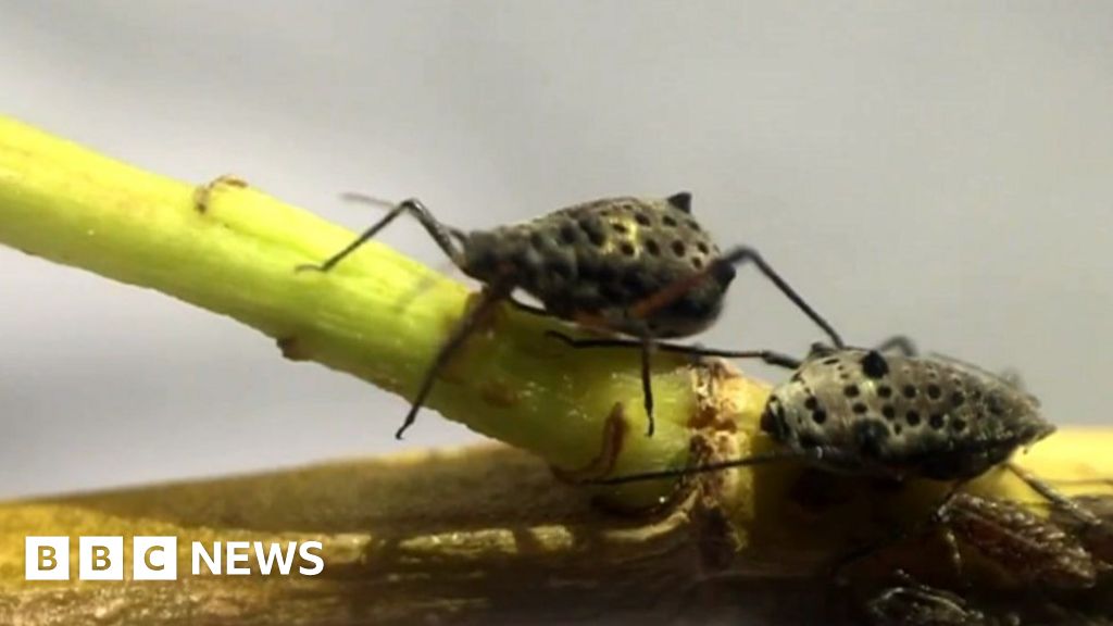 Can you solve an insect mystery that scientists can't? - BBC News
