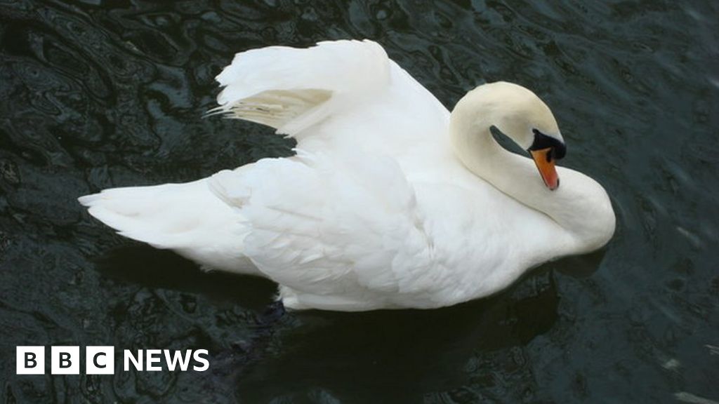 Sudbury rangers find 18 dead swans in River Stour - BBC News