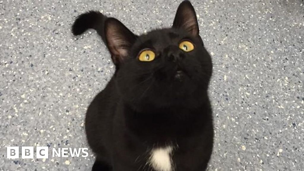Boss the cat discovered 200 miles away from home - BBC News