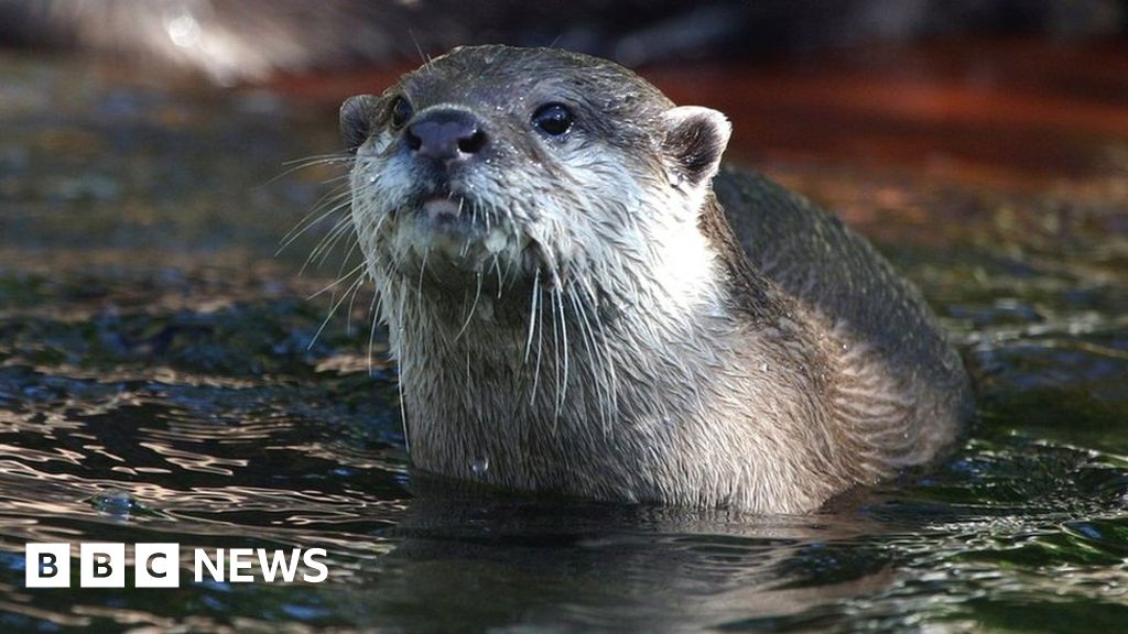 Warning after otter dies in unlicensed net in Stroud - BBC News