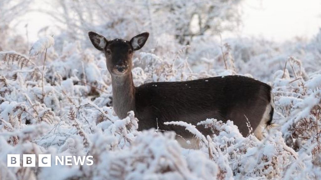 BBC Weather Watchers capture snow in the West Midlands - BBC News