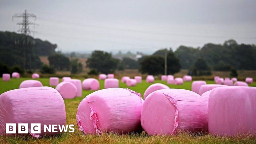 Why are pink hay bales appearing in fields? - BBC News