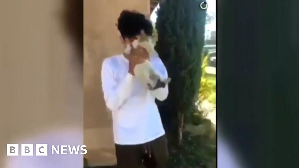 Police hunt for suspect in California cat abuse video - BBC News
