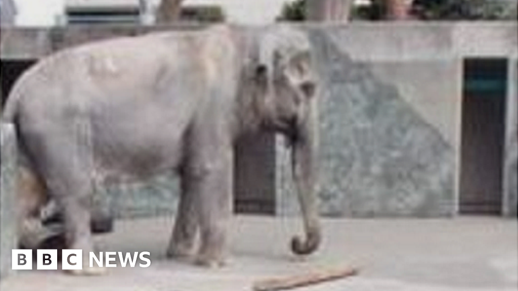 Armpit hair, a depressed elephant... and other trends of the week - BBC ...