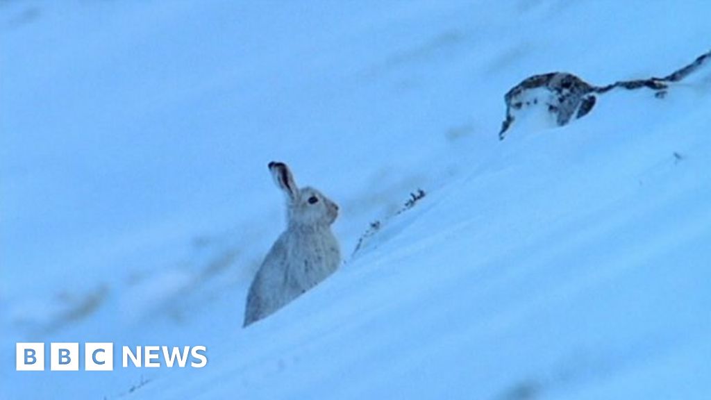 Peak District walkers to help in mountain hare study - BBC News