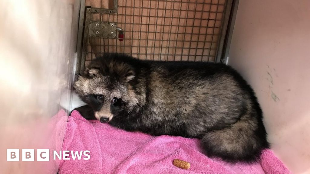 Raccoon dog rescued with sausages and ham