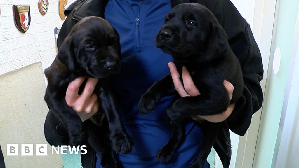 Sussex and Surrey police recruits 'enjoying the life of a puppy' - BBC News