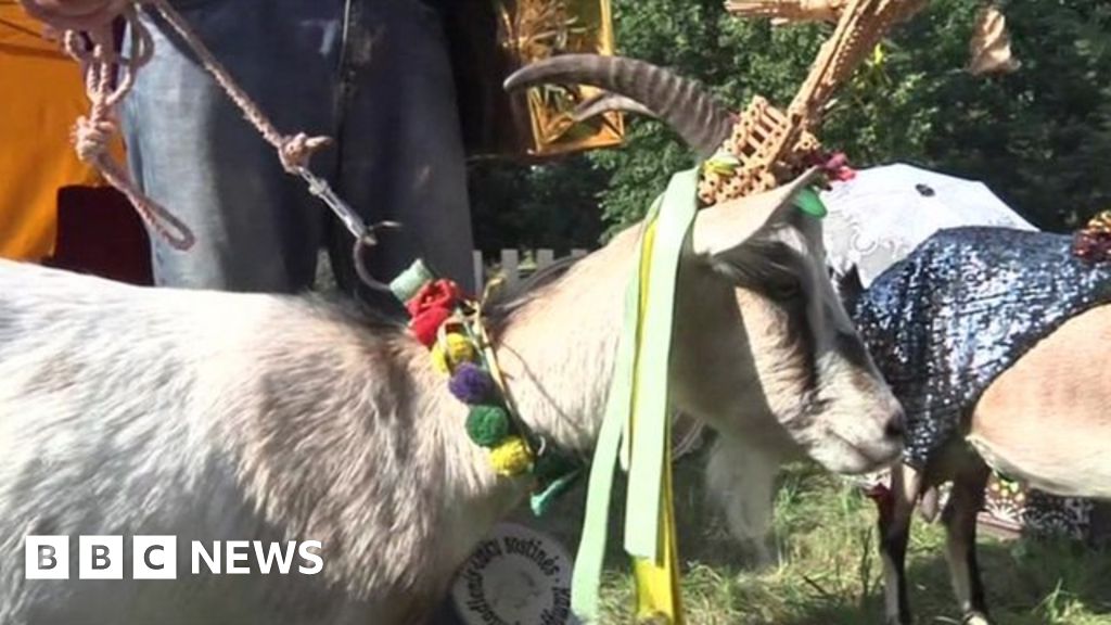 Lithuania's 'Top Goat' beauty pageant - BBC News