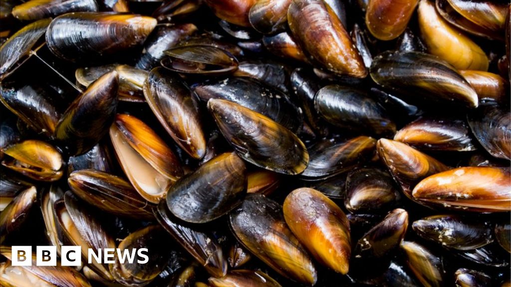 Scottish mussel hatchery trial to be launched - BBC News