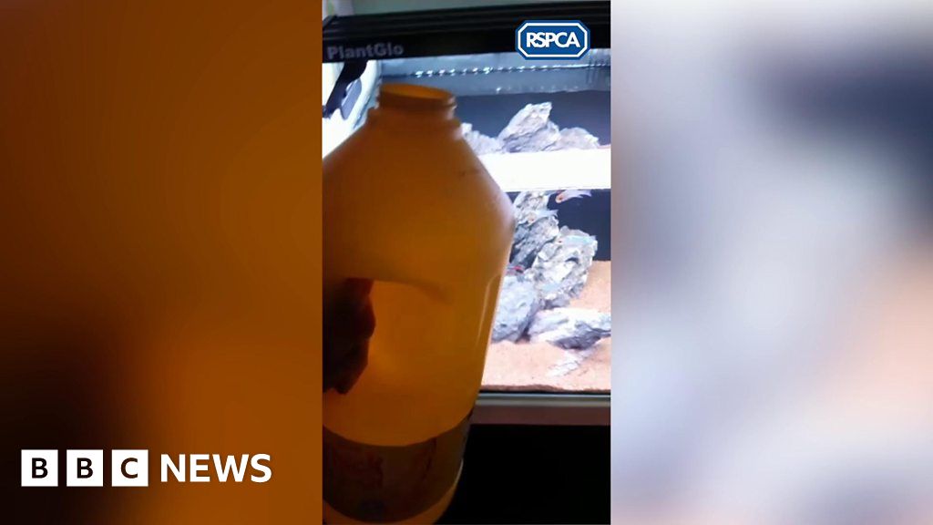 Woman filmed herself killing ex's fish