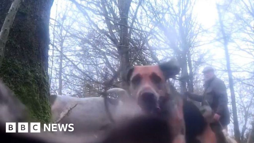 Video shows men 'causing suffering' to fox during hunt - BBC News