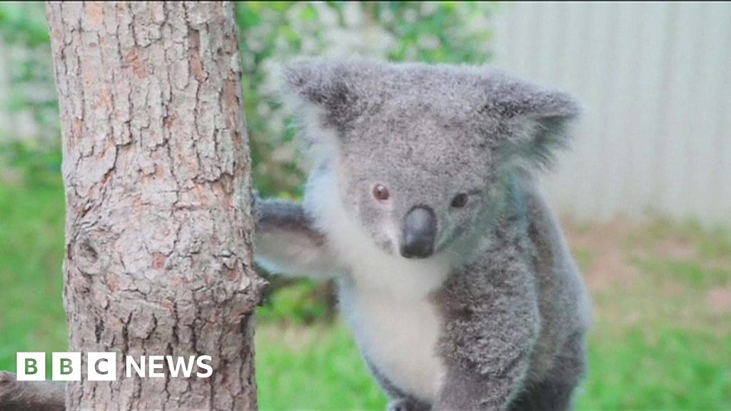 Koala climbs again after reconstructive surgery - BBC News