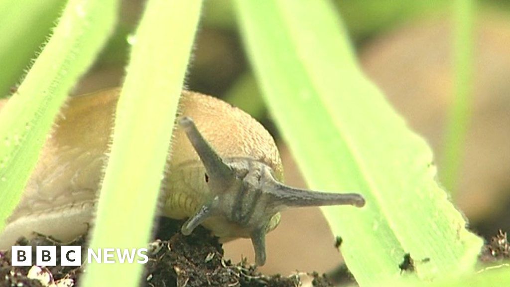 The slug invasion that could devastate your garden - BBC News