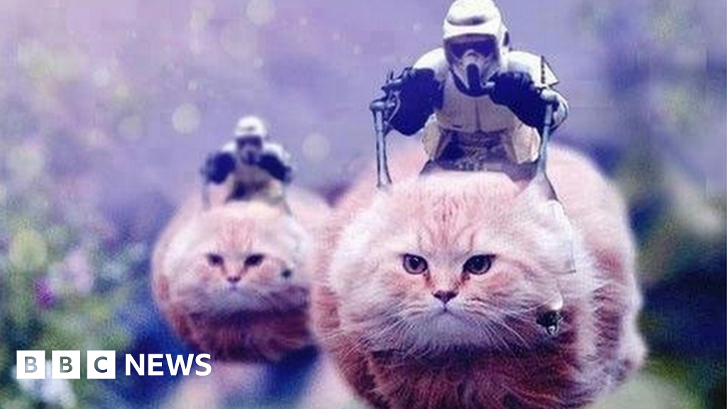 Belgians tweet cat pictures during #BrusselsLockdown - BBC News
