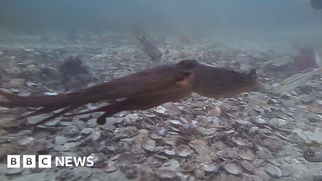 Octopuses fight on the sea floor - BBC News